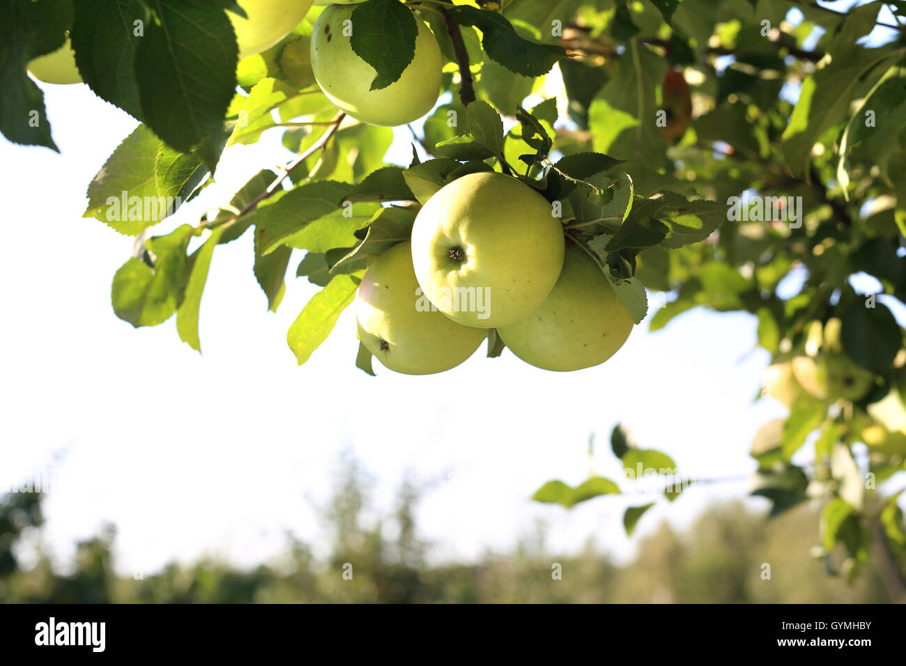 Ecological cultivation of apples. Fruiting apple tree Stock Photo - Alamy