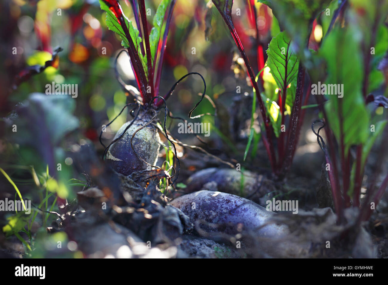 Garden vegetable patch with beets Stock Photo - Alamy