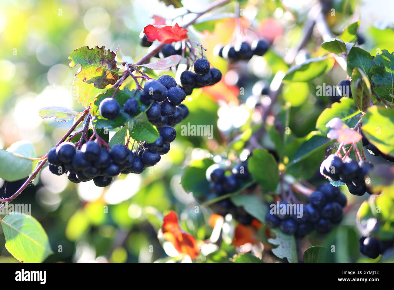 Aronia berries. Ripe fruit on the branches of a bush chokeberry Stock ...