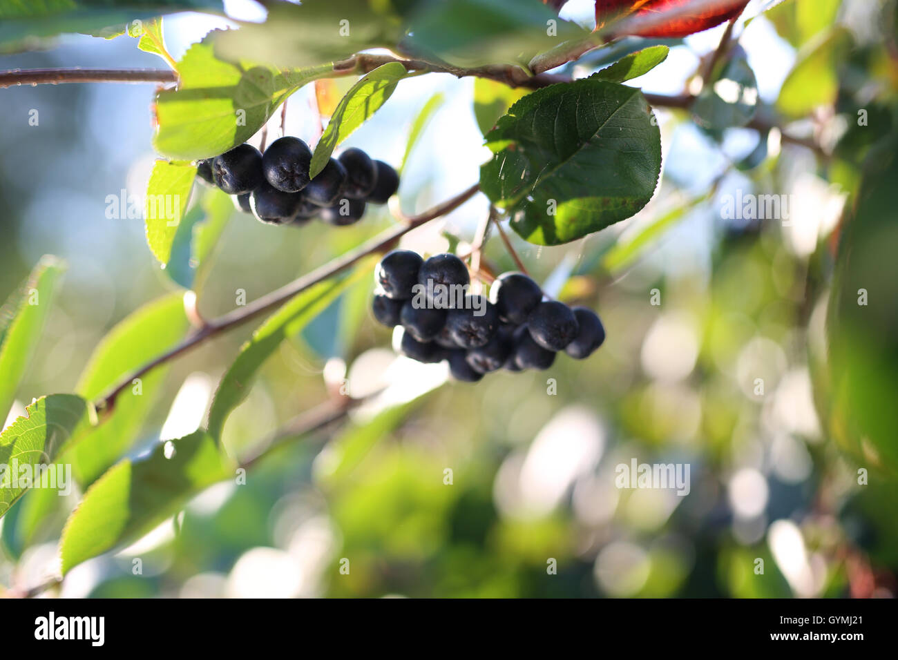 Aronia berries. Ripe fruit on the branches of a bush chokeberry Stock ...