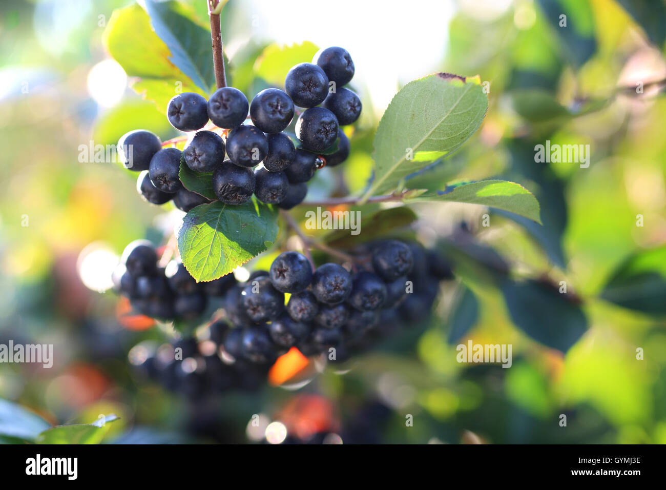 Ripe fruit on the branches of a bush chokeberry Stock Photo - Alamy