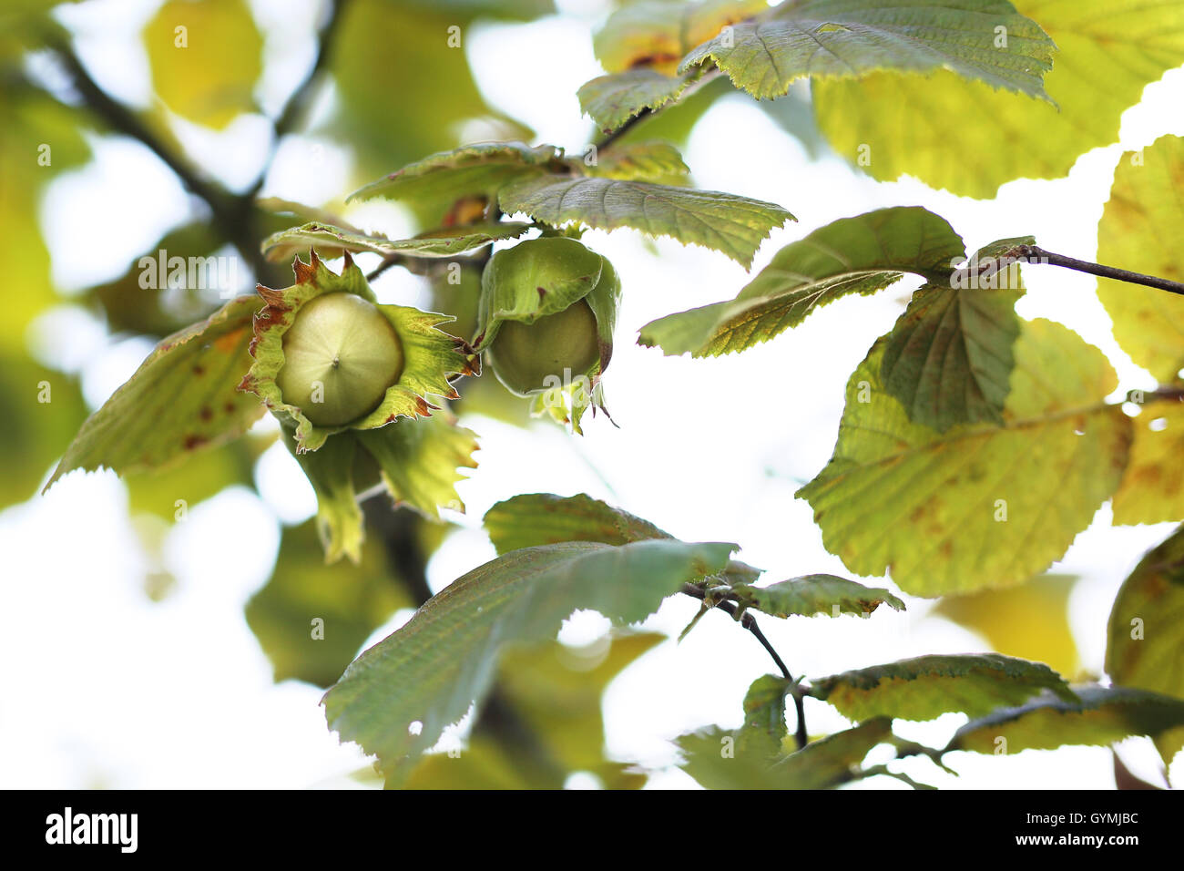 Hazel. Hazelnuts on hazel tree Stock Photo - Alamy