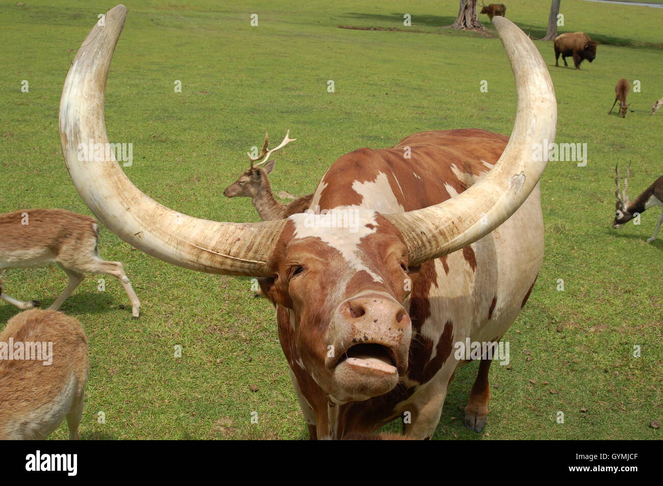 White Cattle With Horns Stock Photos & White Cattle With Horns Stock ...