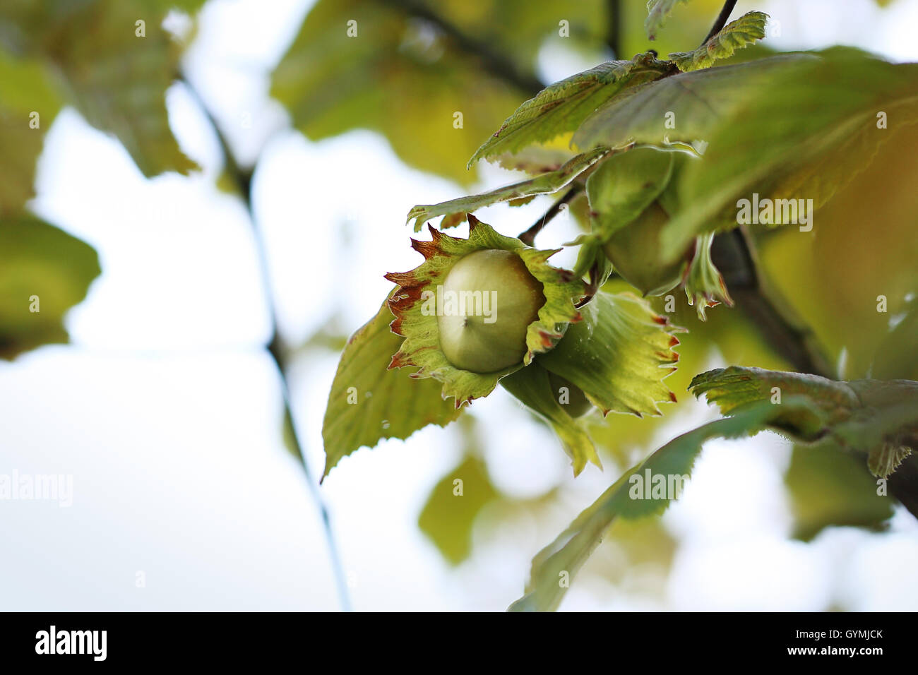 Hazel. Hazelnuts on hazel tree Stock Photo - Alamy