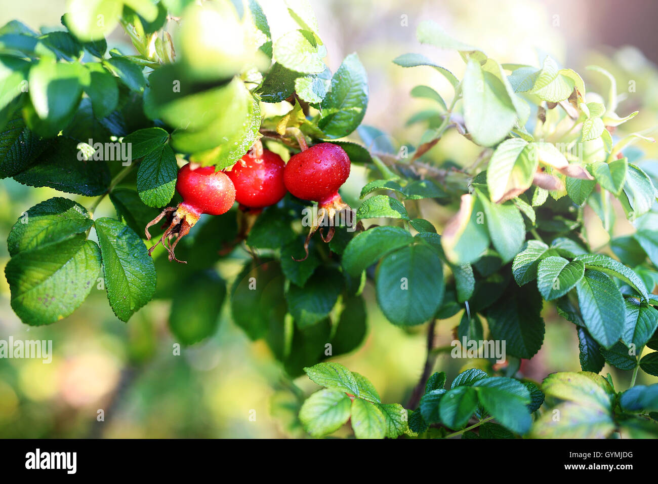Rosehips. Ripe fruit of wild rose on bush Stock Photo - Alamy