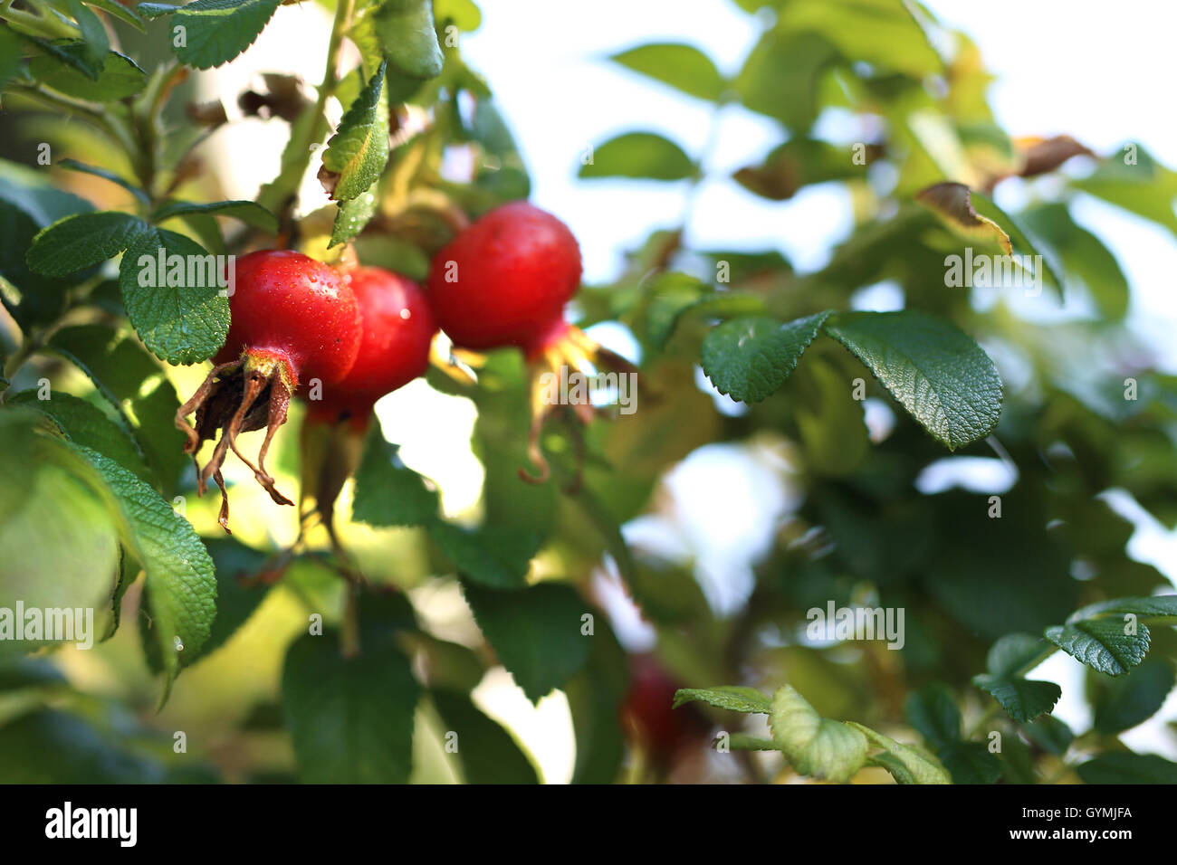 Rosehips. Ripe fruit of wild rose on bush Stock Photo - Alamy