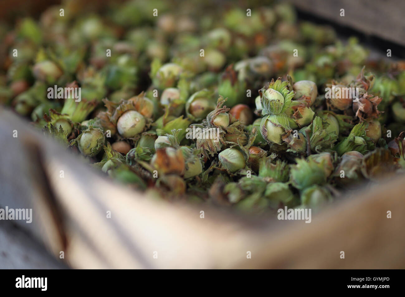 Nuts. Drying hazelnuts in a backyard kiln Stock Photo - Alamy