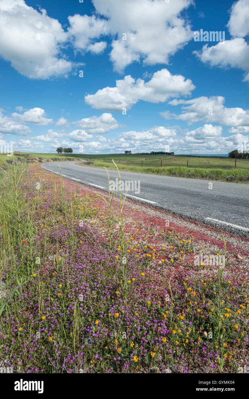 Roadside verge wildflowers flowers hi-res stock photography and images ...