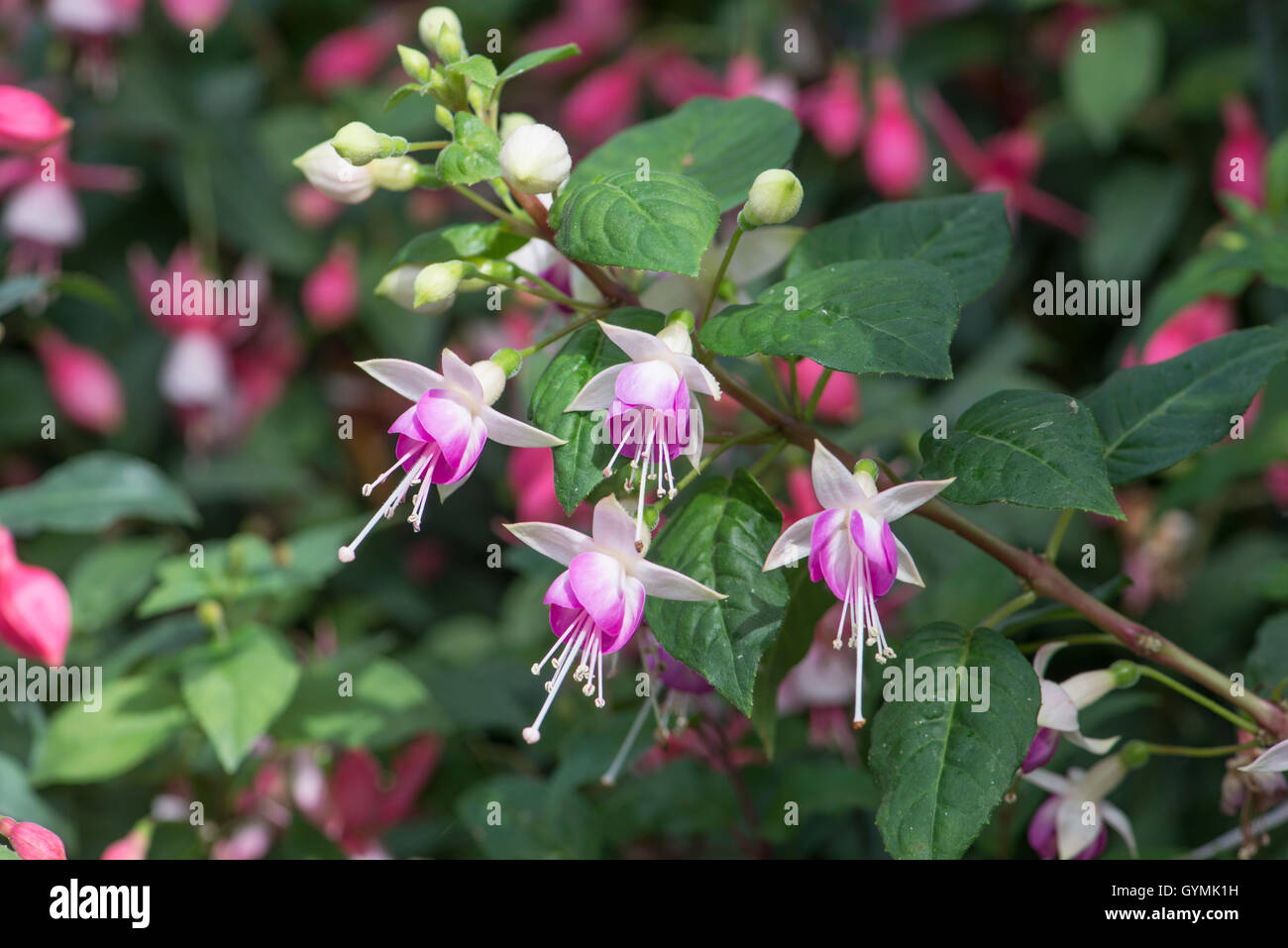 Fuchsia "Miss California Stock Photo - Alamy