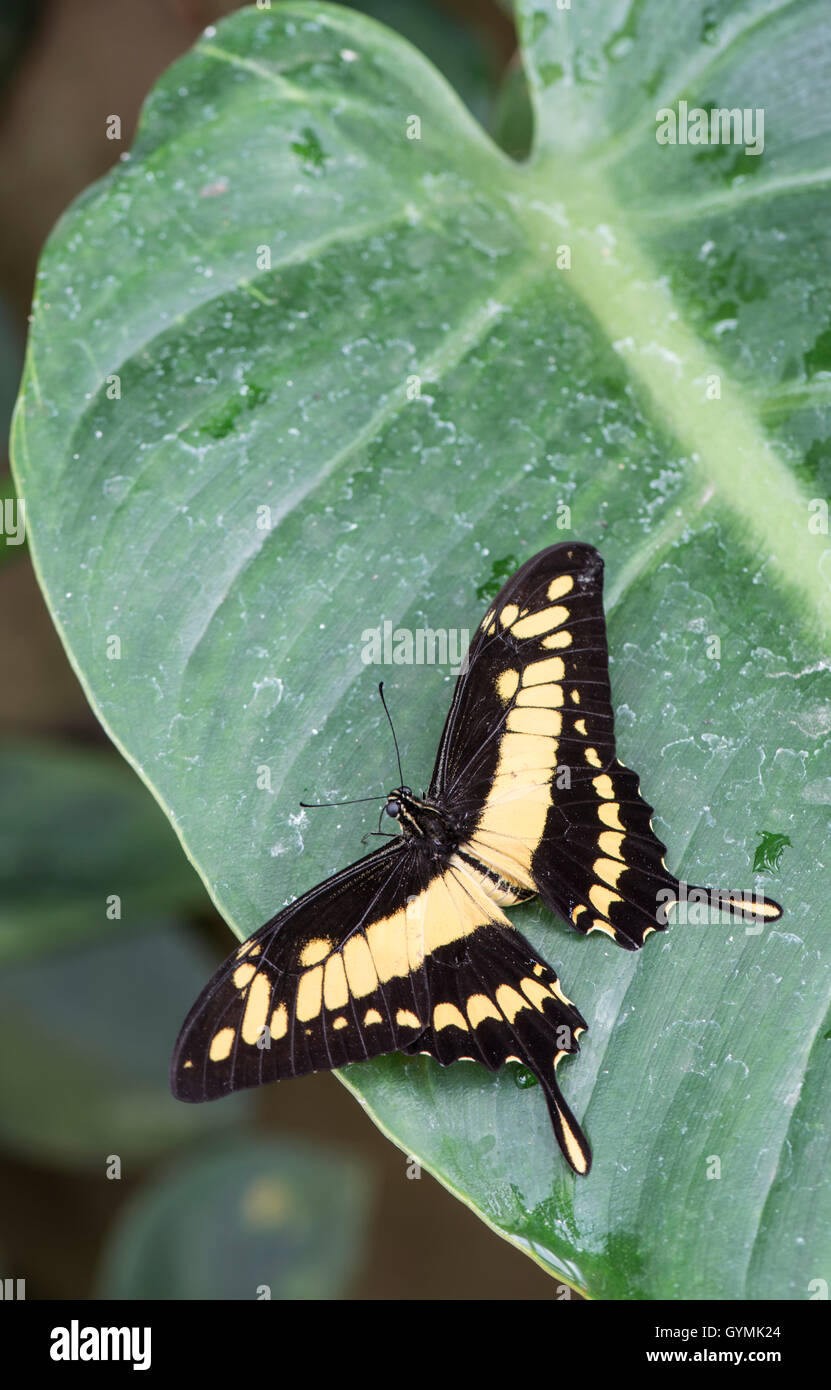 Thoas swallowtail butterfly hi-res stock photography and images - Alamy