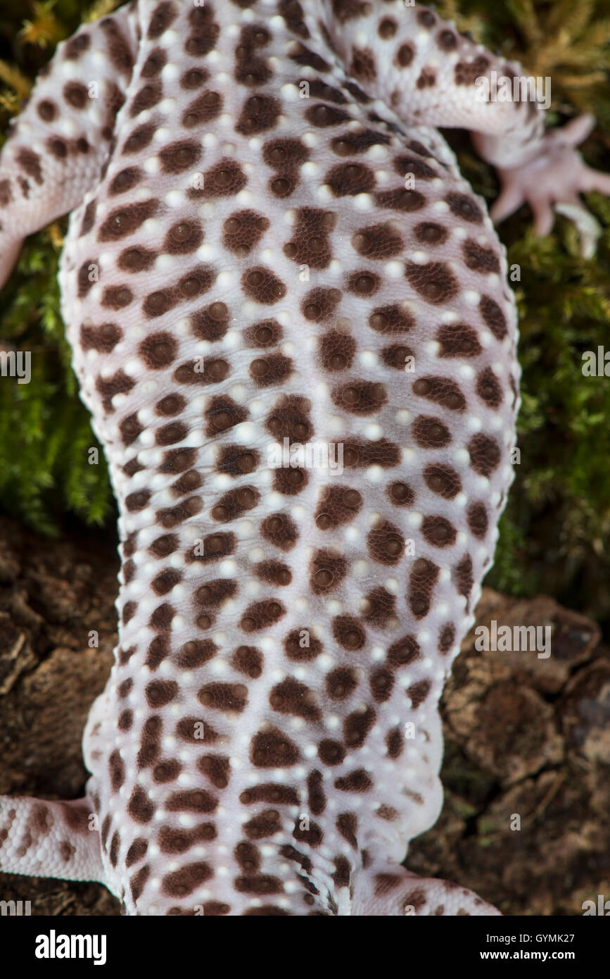 Leopard Gecko: Eublepharis macularius. Detail of skin Stock Photo - Alamy