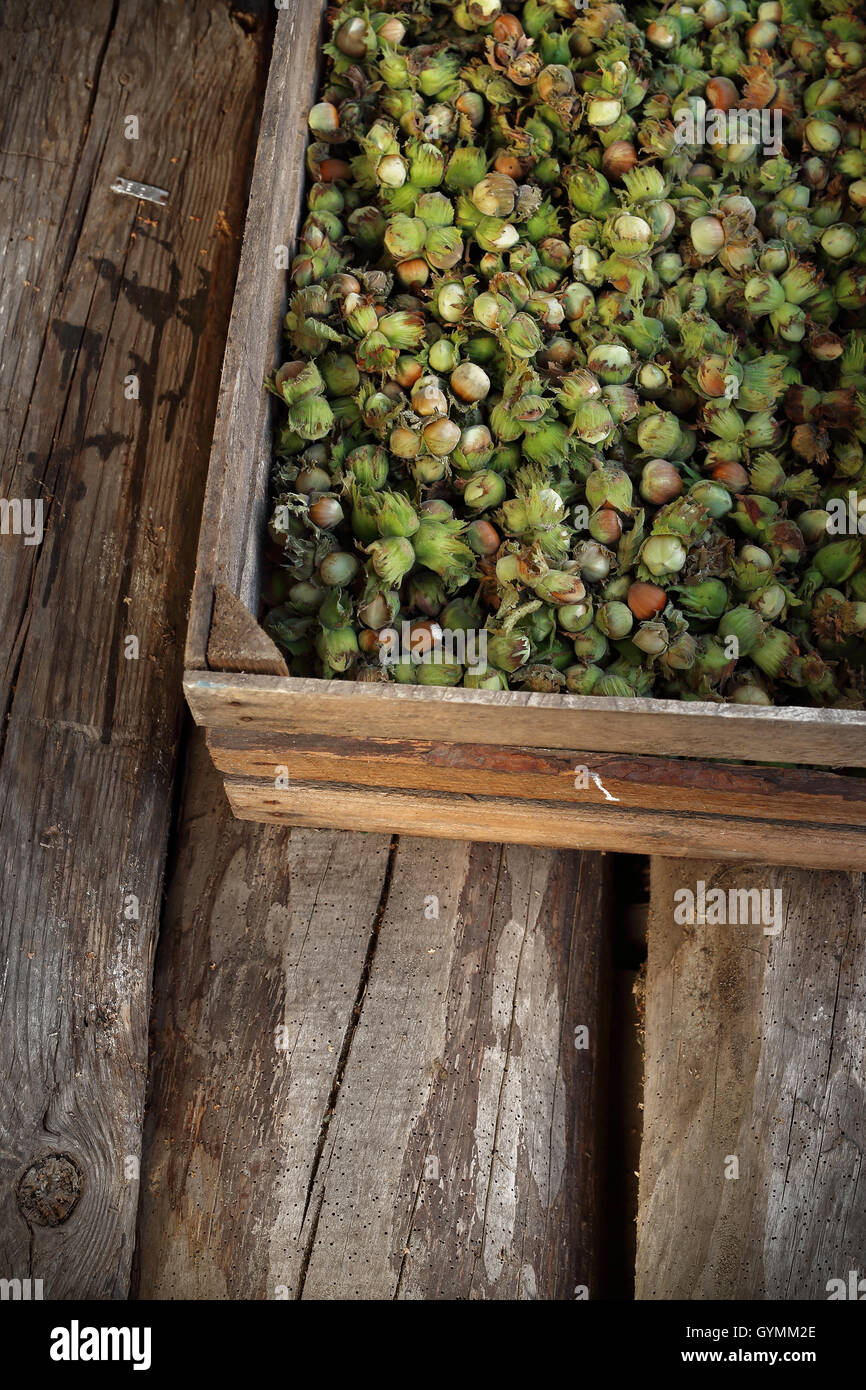Drying hazelnuts in a backyard kiln Stock Photo - Alamy