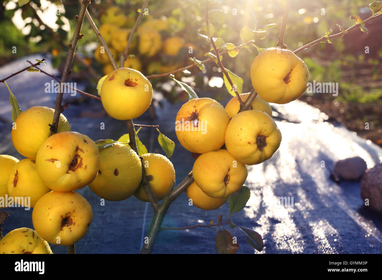 Quince bush. Chaenomeles, growing in the garden. Fruiting quince shrub ...