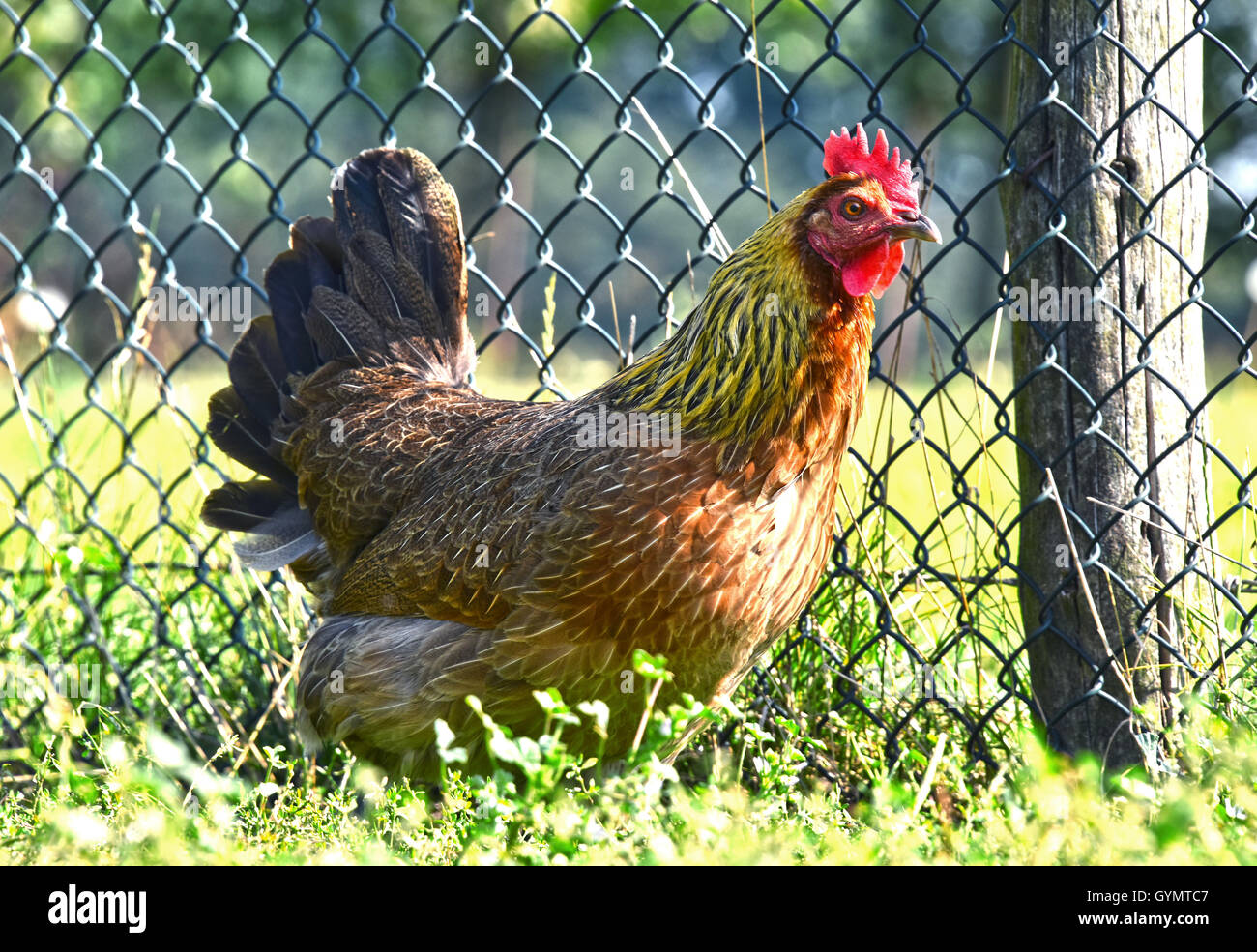 Free range chicken farm house hi-res stock photography and images - Alamy