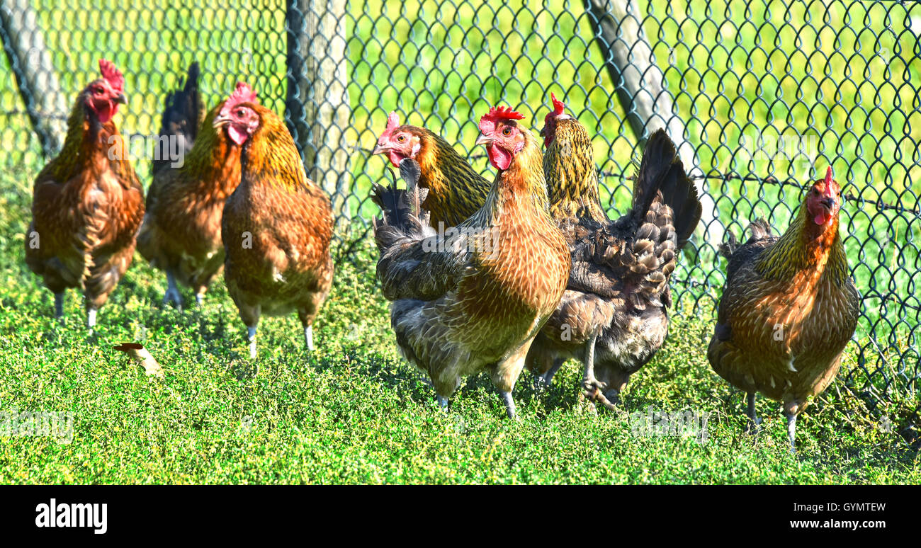 Range poultry hi-res stock photography and images - Alamy
