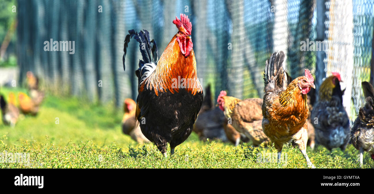 Chickens on traditional free range poultry farm Stock Photo - Alamy