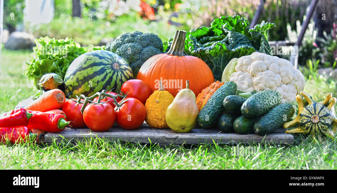 Variety of fresh organic vegetables and fruits in the garden. Balanced ...
