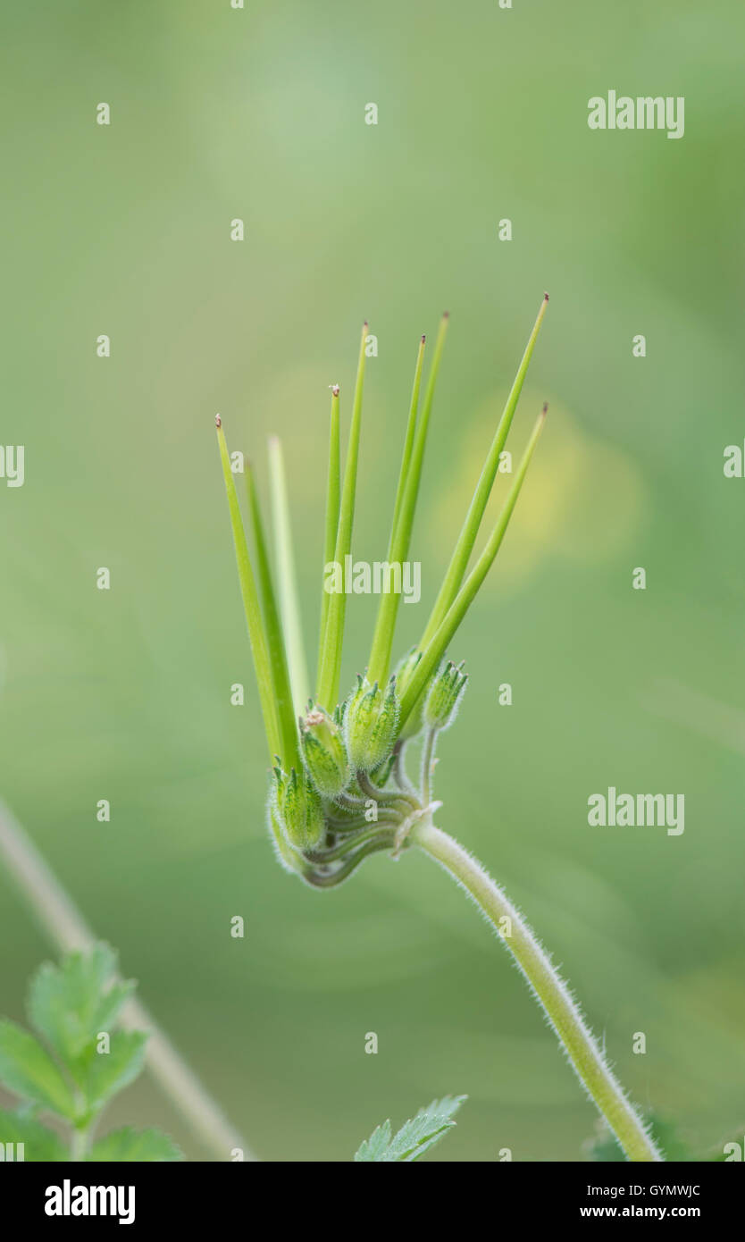 Geranium moschatum hi-res stock photography and images - Alamy