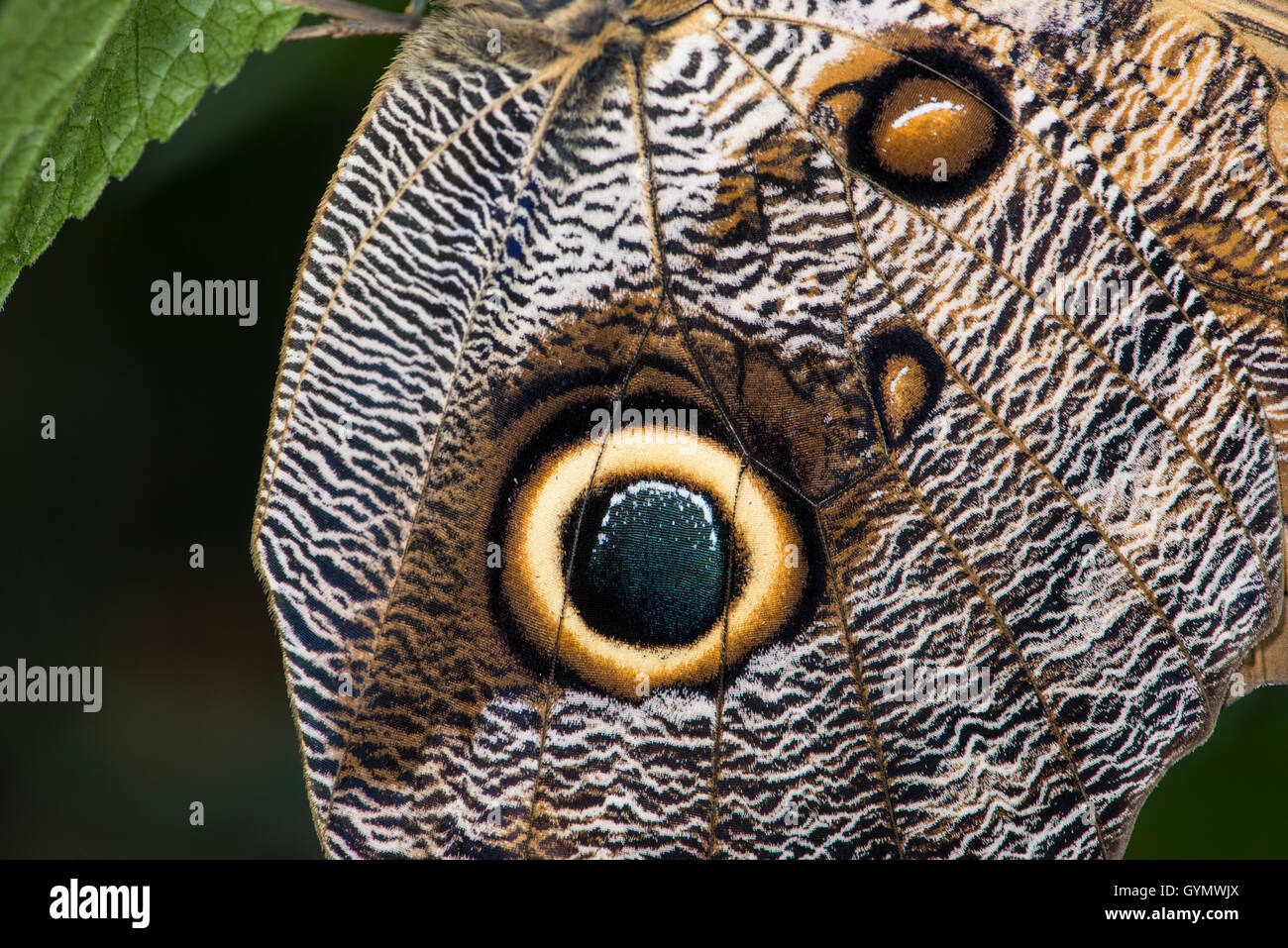 Owl Butterfly: Caligo memnon. Detail of eyespot on wing Stock Photo - Alamy