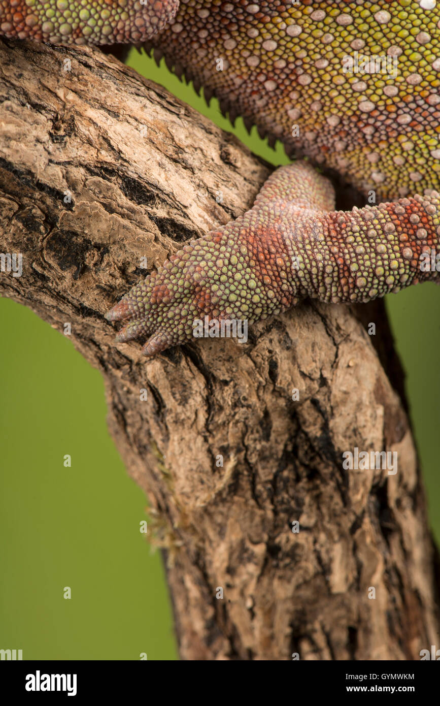 Panther Chameleon: Furcifer pardalis. Detail of foot Stock Photo - Alamy