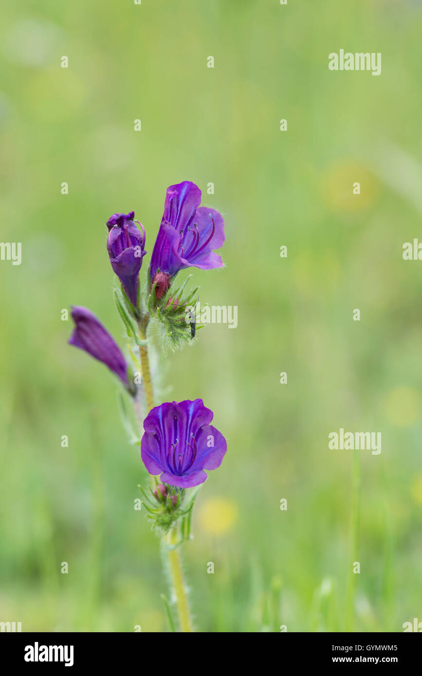 Purple vipers bugloss purple vipers bugloss hi-res stock photography ...