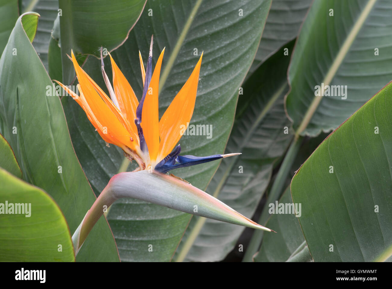 Strelitzia garden hi-res stock photography and images - Alamy