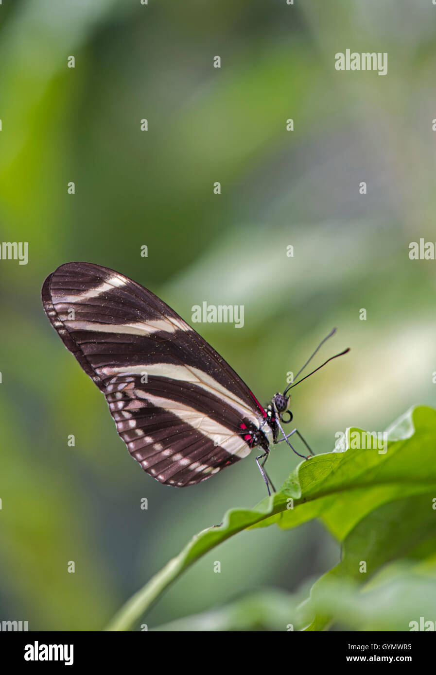 Zebra Longwing Butterfly: Heliconius charitonius Stock Photo - Alamy