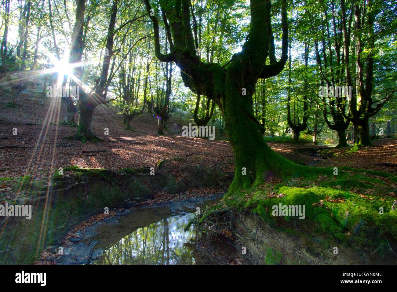 Otzarreta beechwood. Barazar port Stock Photo - Alamy