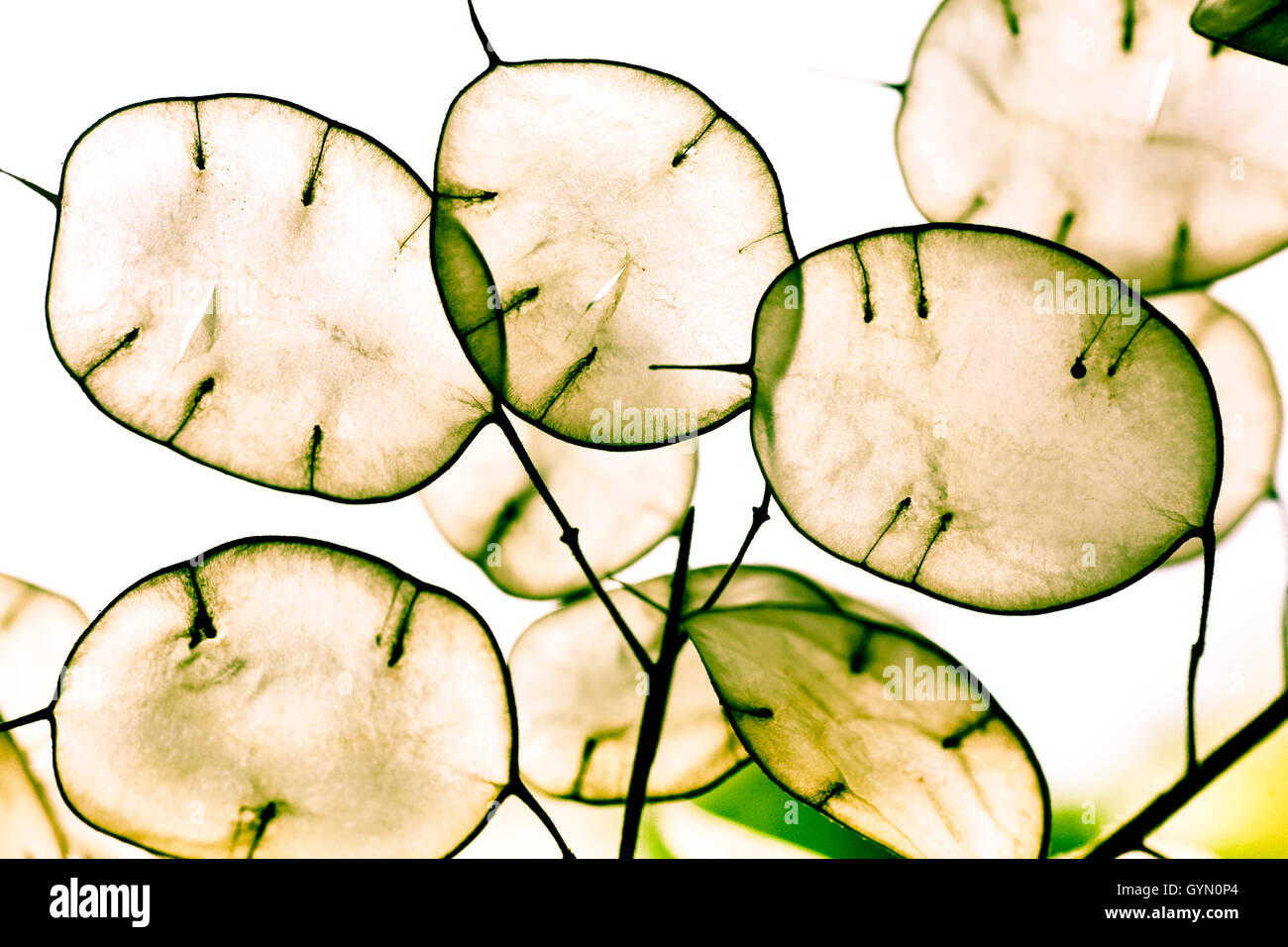 Annual Honesty (Lunaria annua) seed pods Stock Photo - Alamy