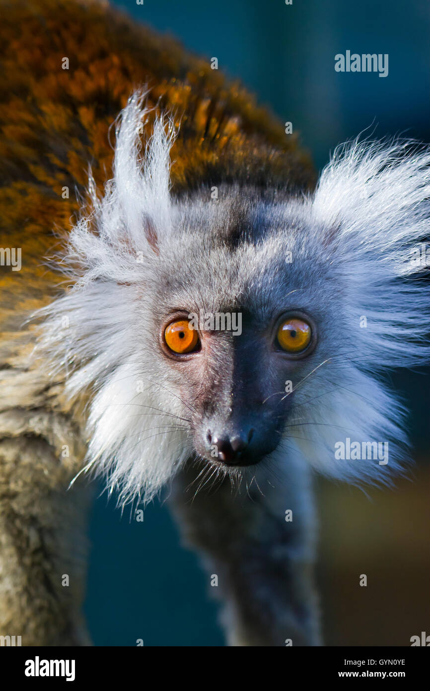Black Lemur (Eulemur macaco Stock Photo - Alamy