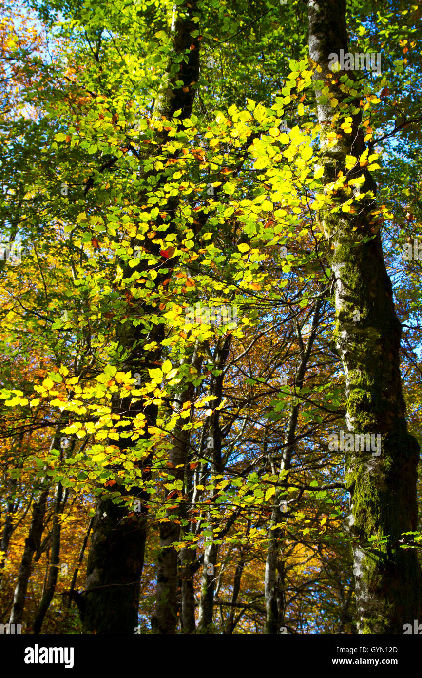 beech tree (Fagus sylvatica) in autumn. Monte Santiago Natural Monument ...