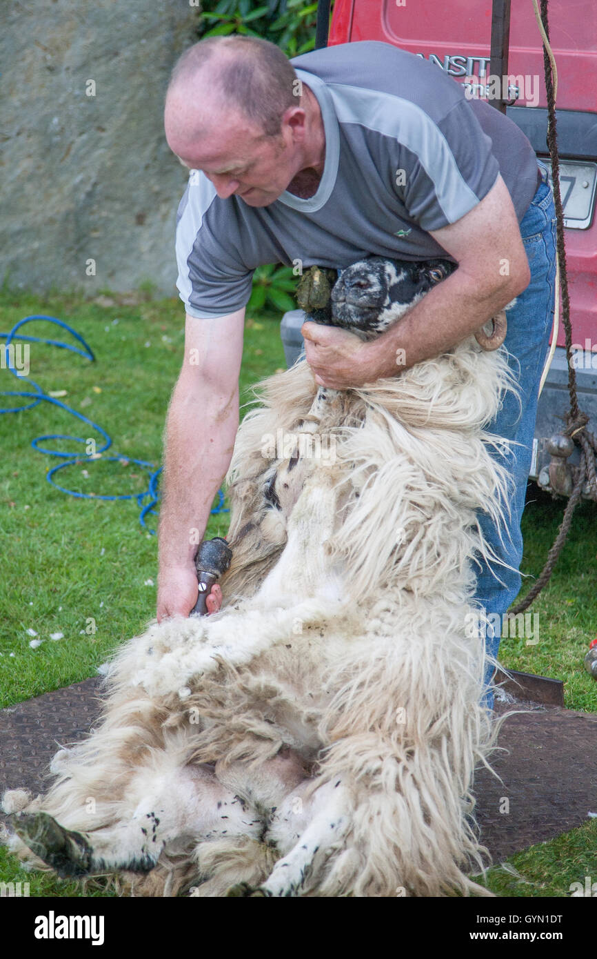 Sheep sheering hi-res stock photography and images - Alamy