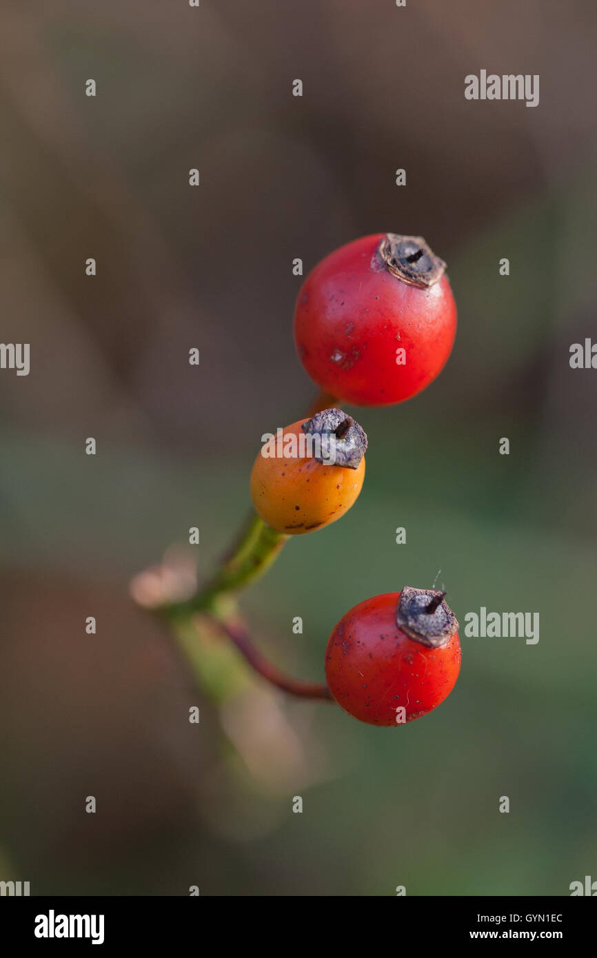 Wild rose bud Stock Photo - Alamy