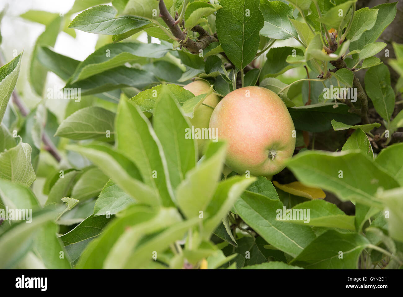 green apples on the tree Stock Photo - Alamy