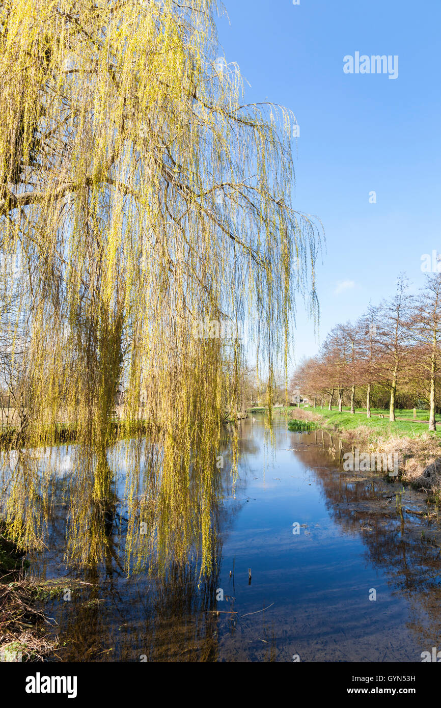 Willow tree england uk hi-res stock photography and images - Alamy