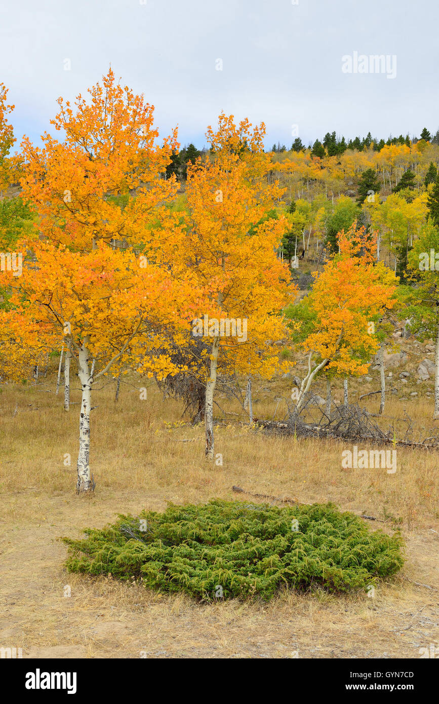 Golden aspen hi-res stock photography and images - Alamy