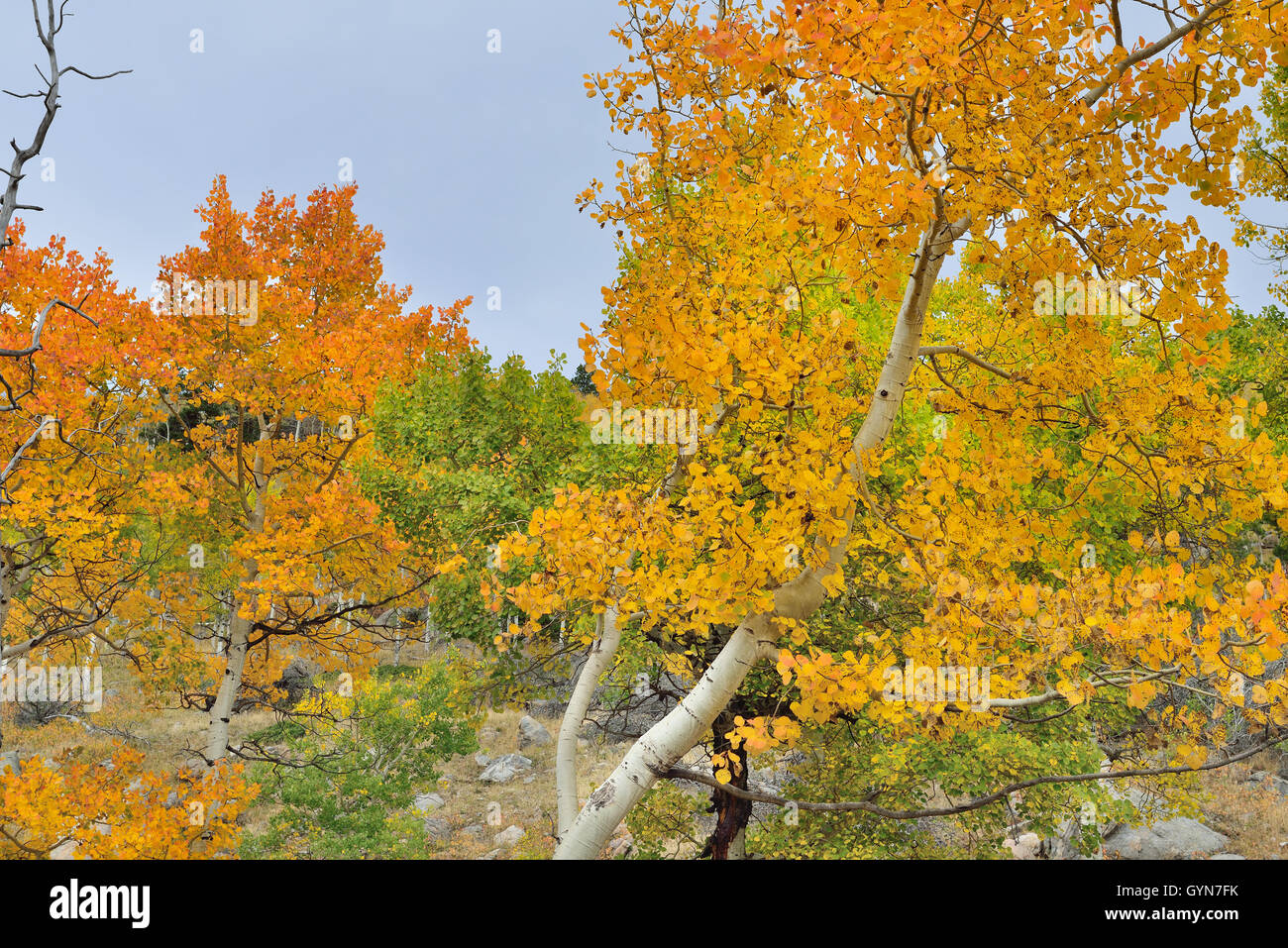 Golden aspen hi-res stock photography and images - Alamy