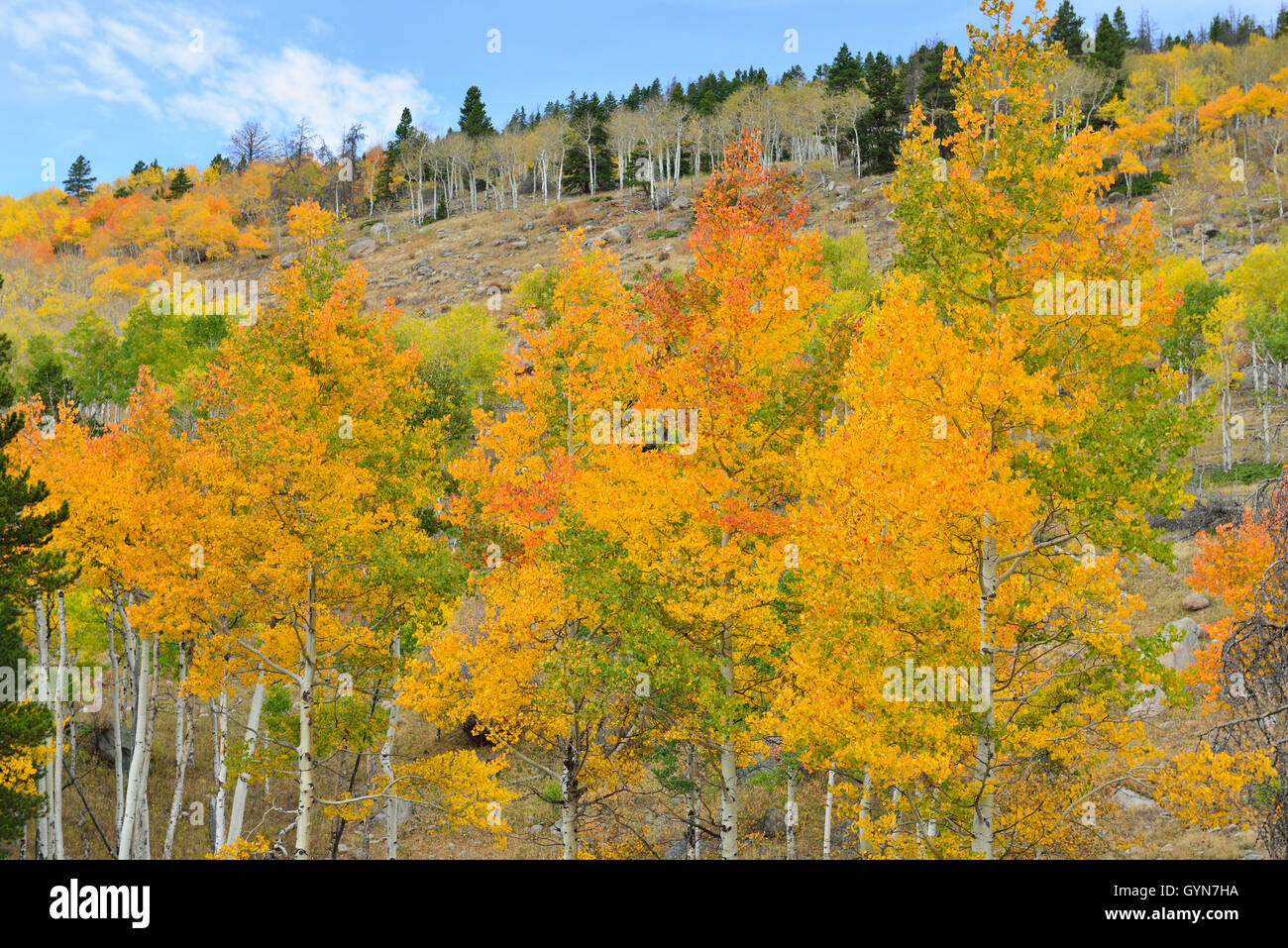 Golden aspen hi-res stock photography and images - Alamy