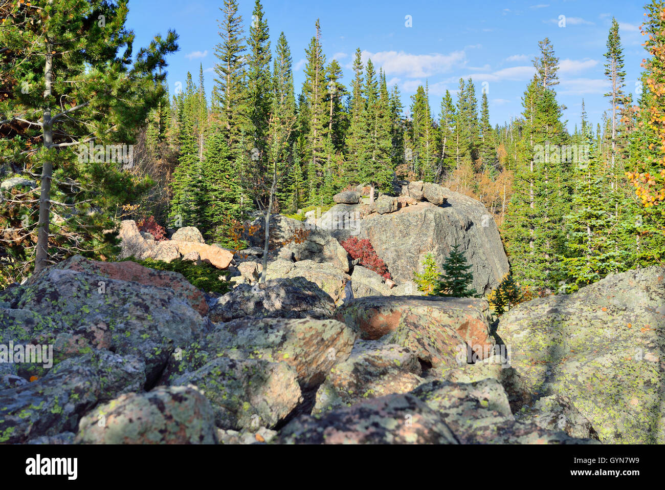 alpine forest landscape in bright daylight Stock Photo - Alamy