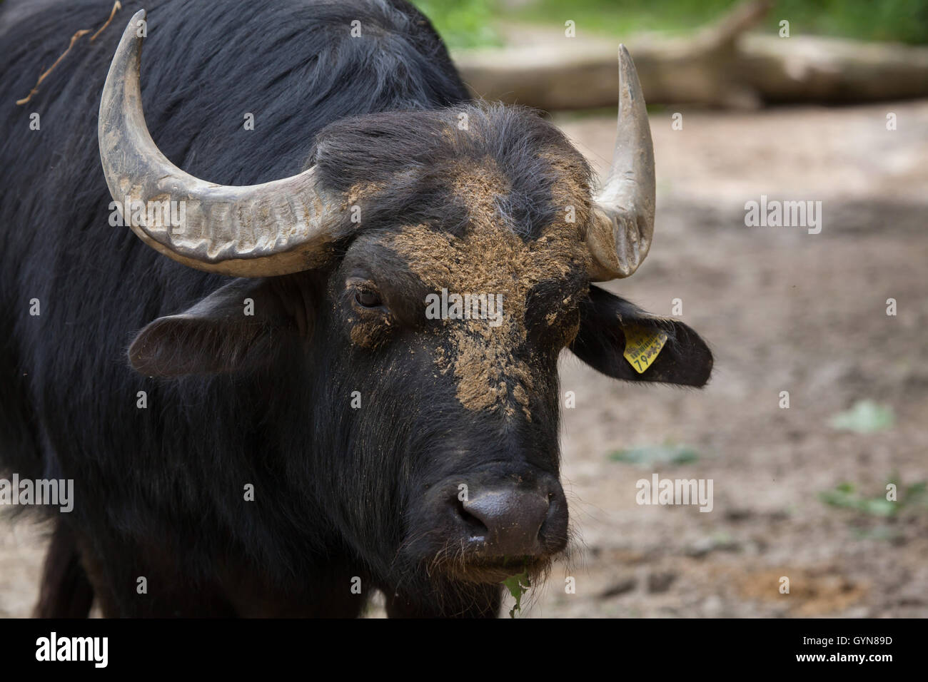 Asian water buffalo (Bubalus bubalis), also known as the domestic water ...