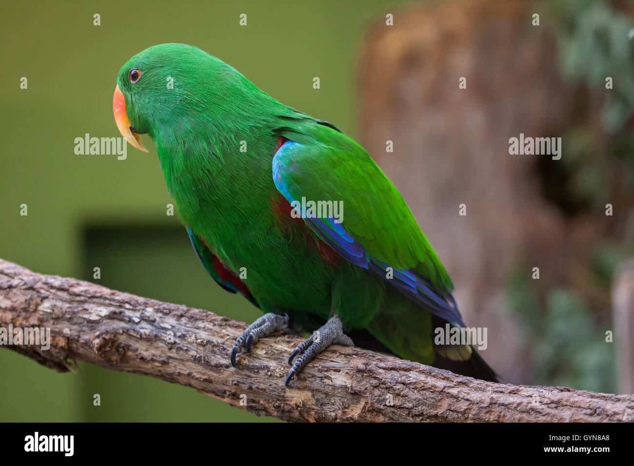 Eclectus parrot (Eclectus roratus). Wildlife animal Stock Photo - Alamy