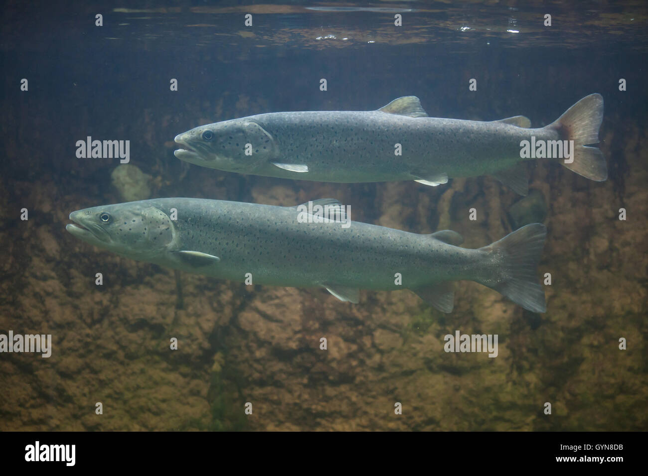 Huchen (Hucho hucho), also known as the Danube salmon. Wildlife animal ...