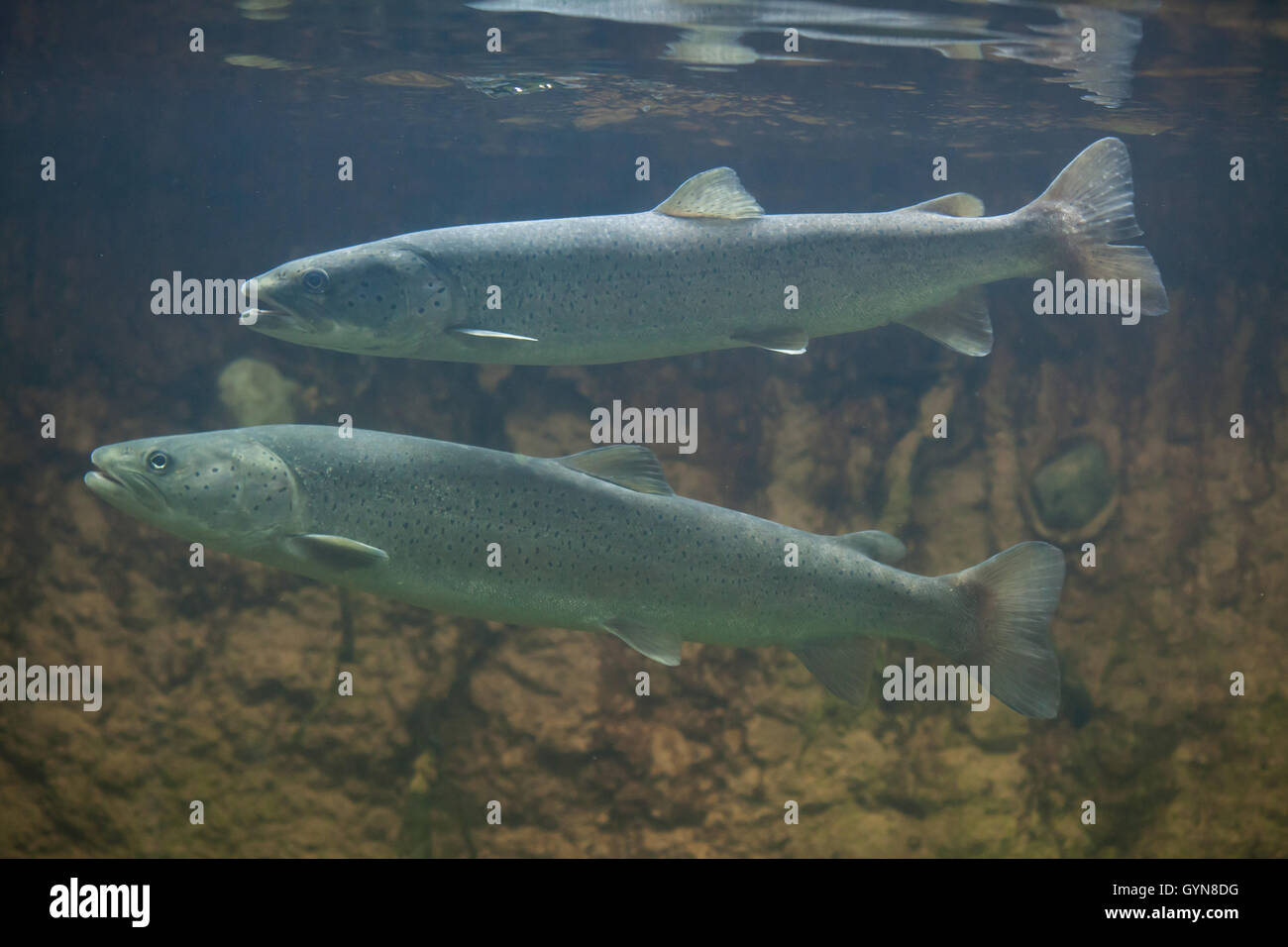 Huchen (Hucho hucho), also known as the Danube salmon. Wildlife animal ...