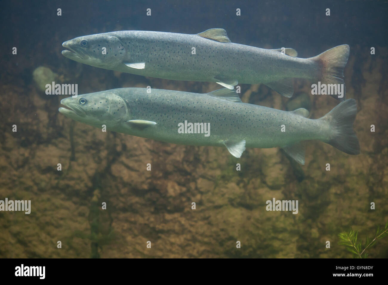 Huchen (Hucho hucho), also known as the Danube salmon. Wildlife animal ...