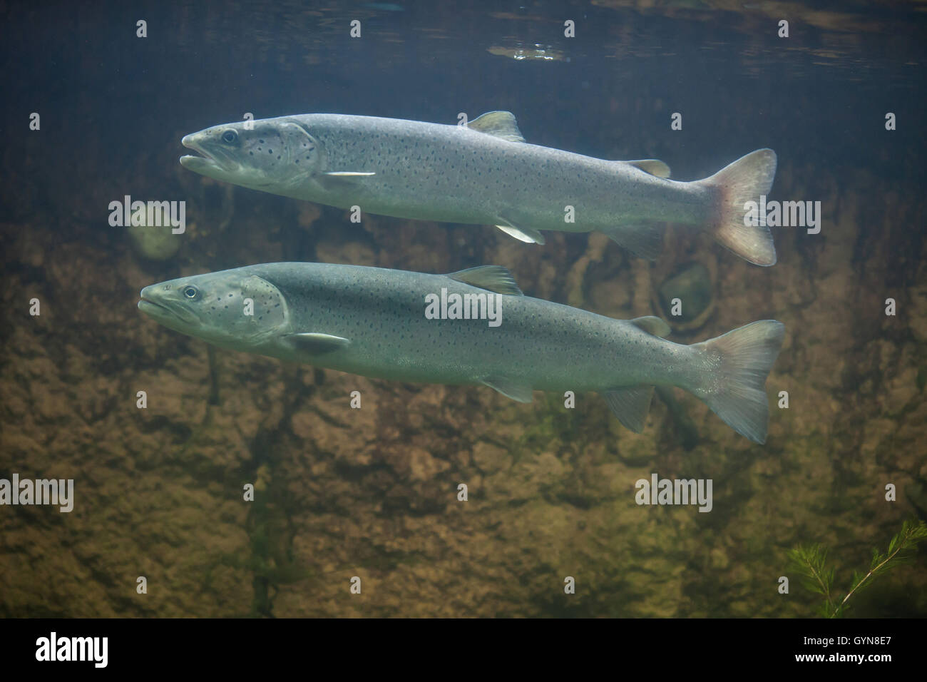 Huchen (Hucho hucho), also known as the Danube salmon. Wildlife animal ...