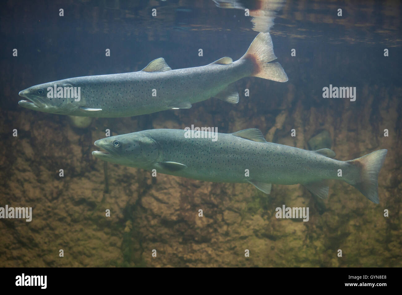 Huchen (Hucho hucho), also known as the Danube salmon. Wildlife animal ...