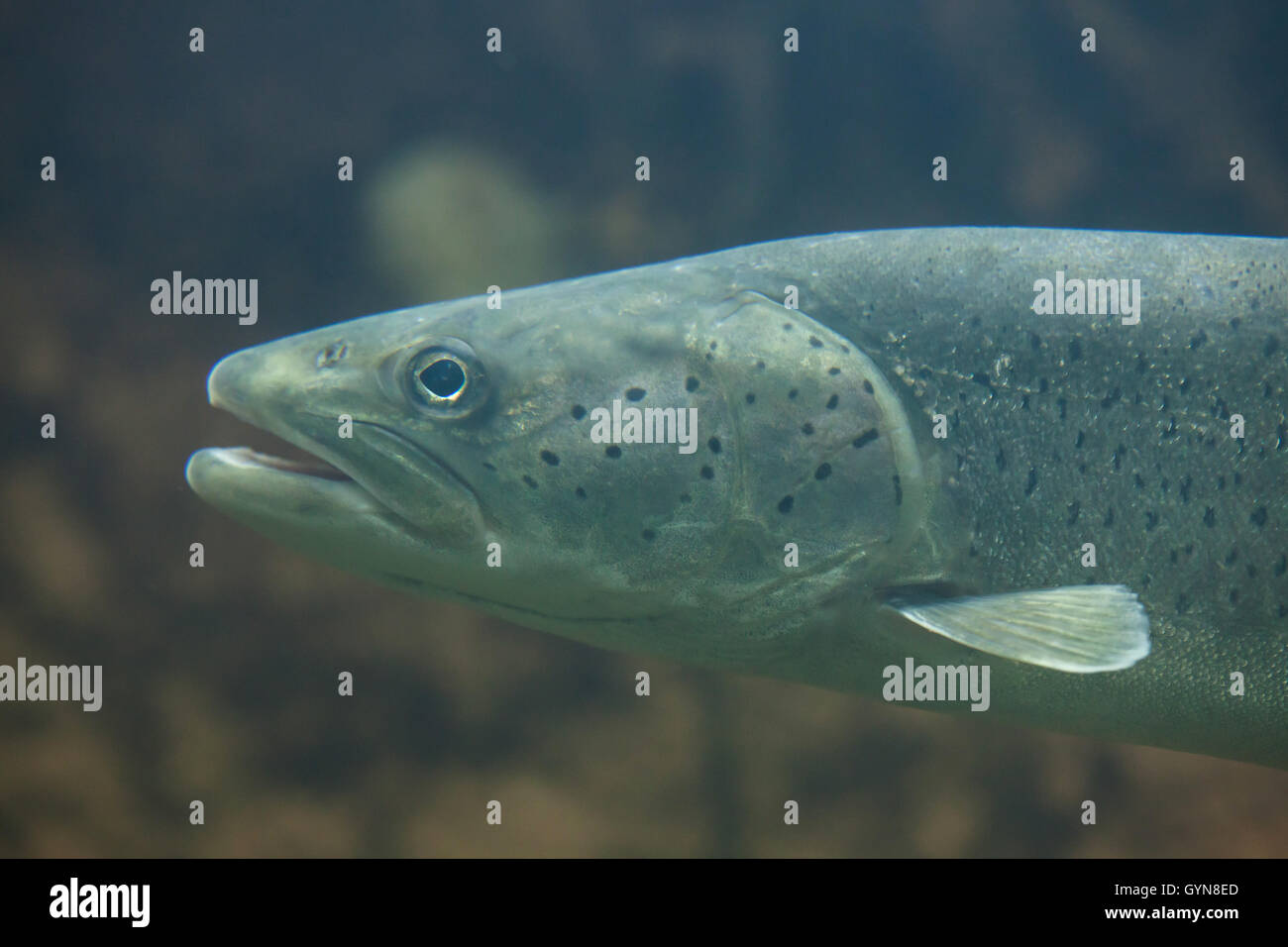 Huchen (Hucho hucho), also known as the Danube salmon. Wildlife animal ...
