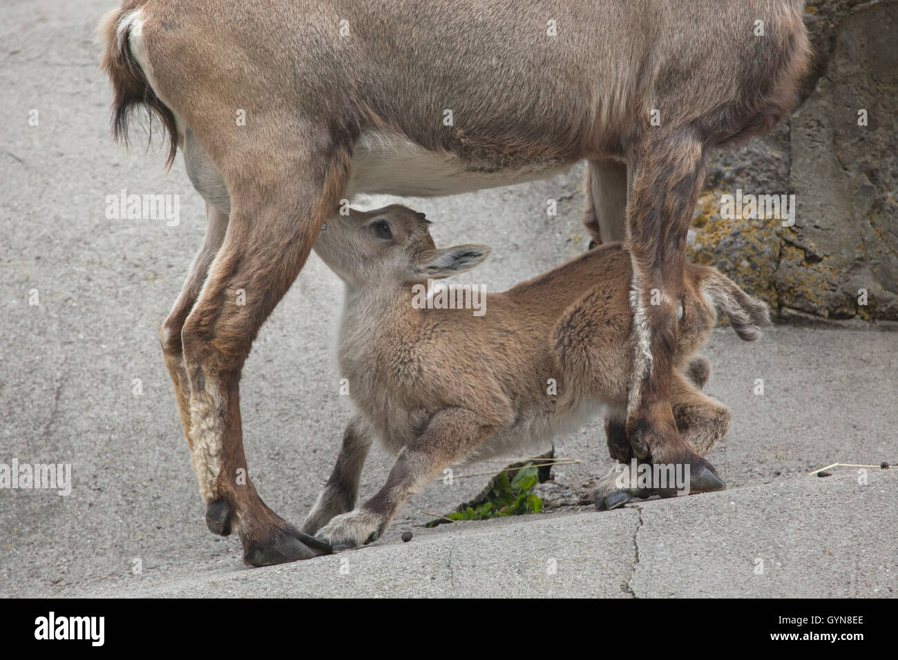 Alpine ibex (Capra ibex ibex), also known as the steinbock or bouquetin ...