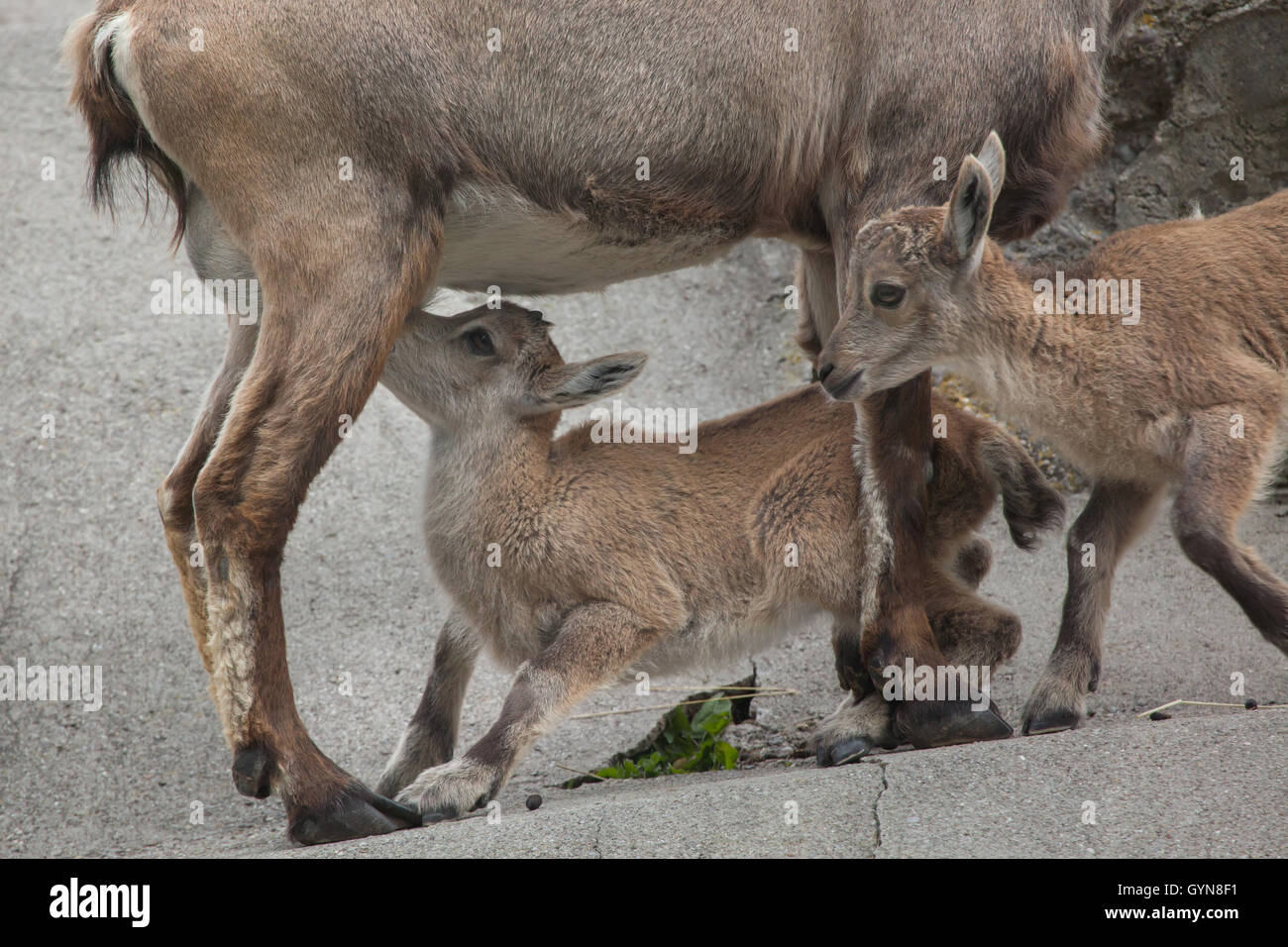 Alpine ibex (Capra ibex ibex), also known as the steinbock or bouquetin ...