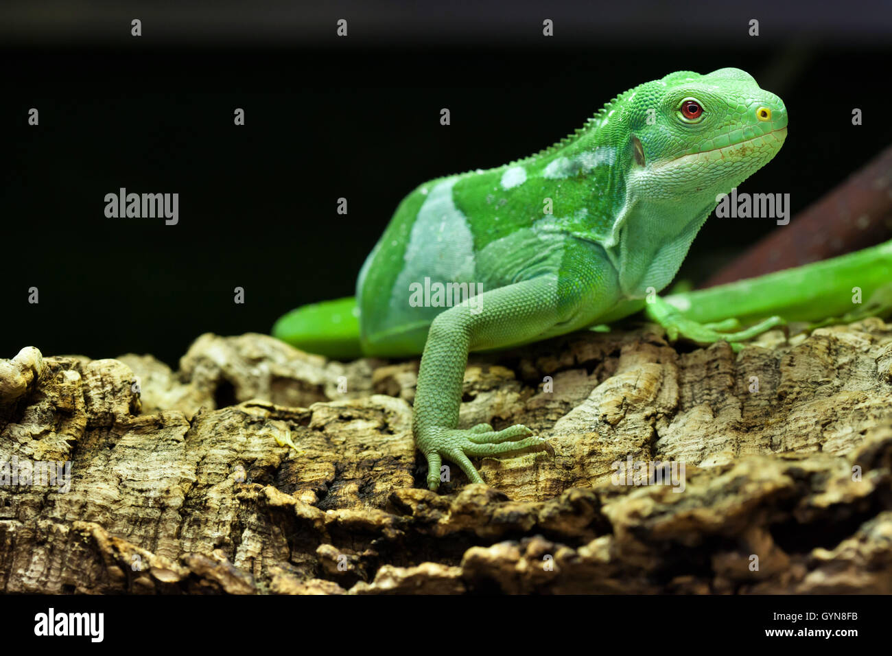 Fijian wildlife hi-res stock photography and images - Alamy